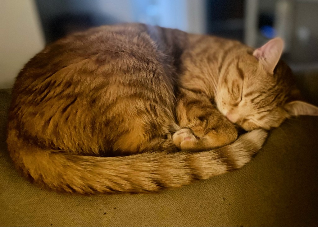 Simply Cats – The Fix Foundation