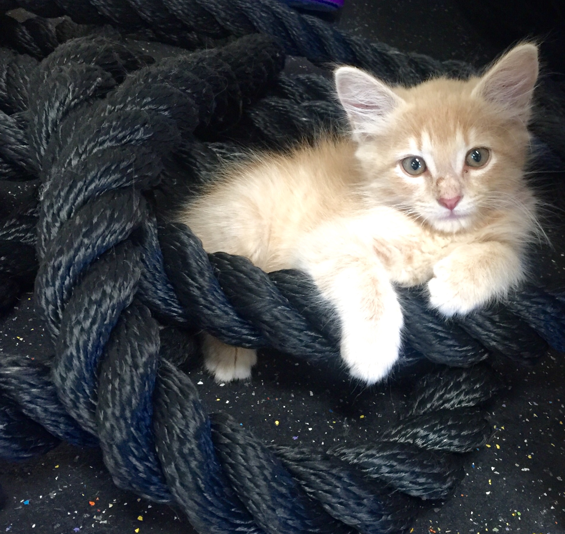 Simply Cats – The Fix Foundation