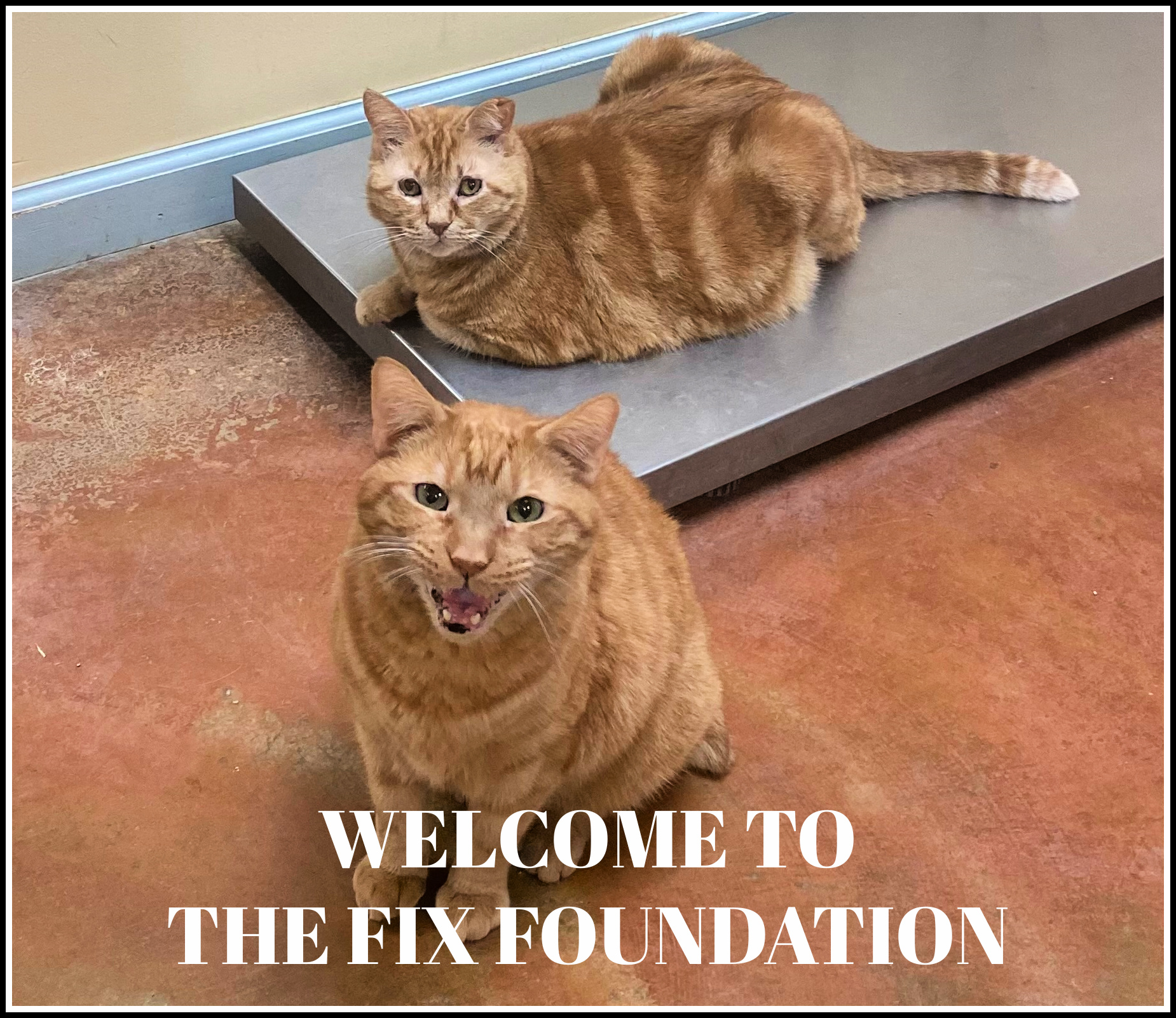 How You Can Help – The Fix Foundation